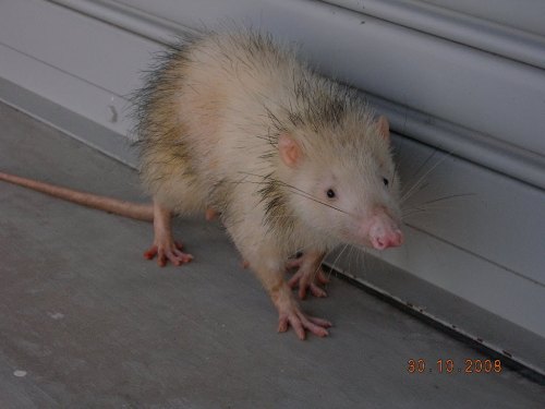 Episode 126: The Hedgehog and the Moonrat | Strange Animals Podcast