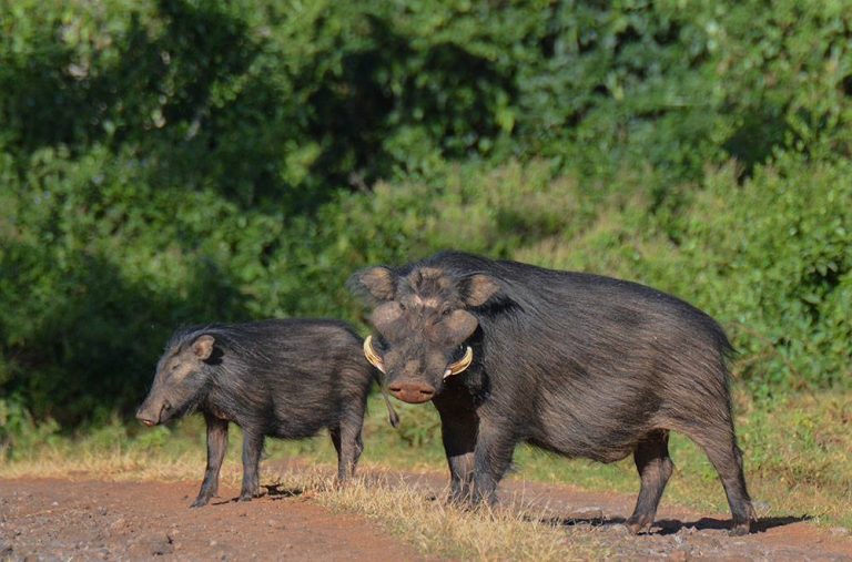Episode 128: Weird Pigs | Strange Animals Podcast