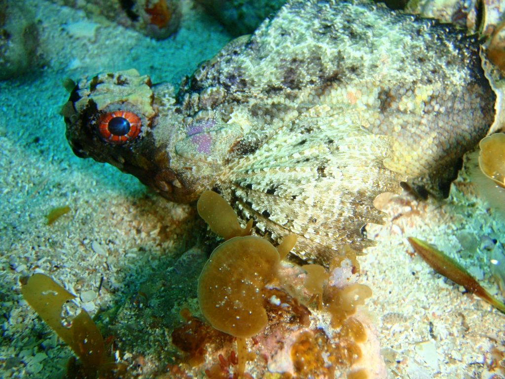 Episode 130: Strangest Small Fish | Strange Animals Podcast