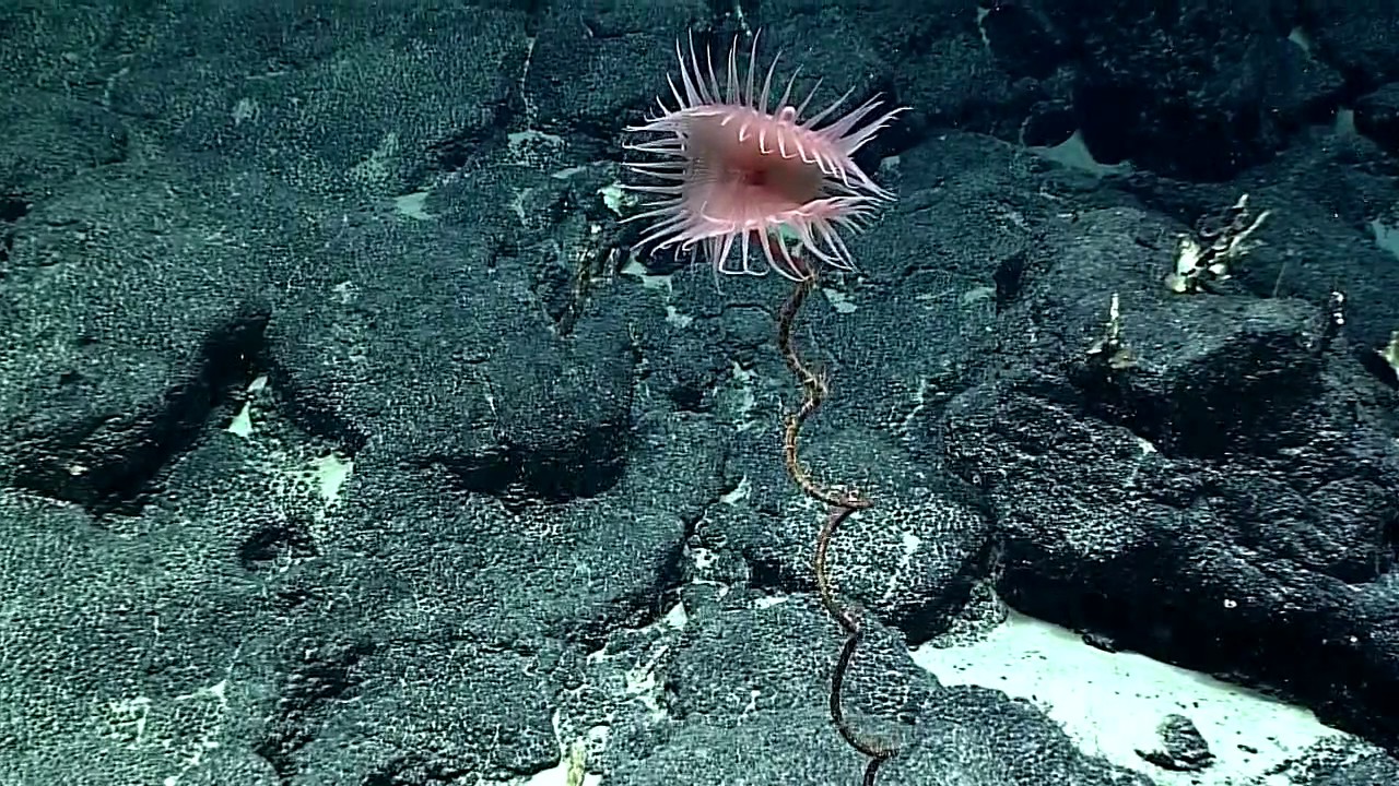 sea anemone | Strange Animals Podcast