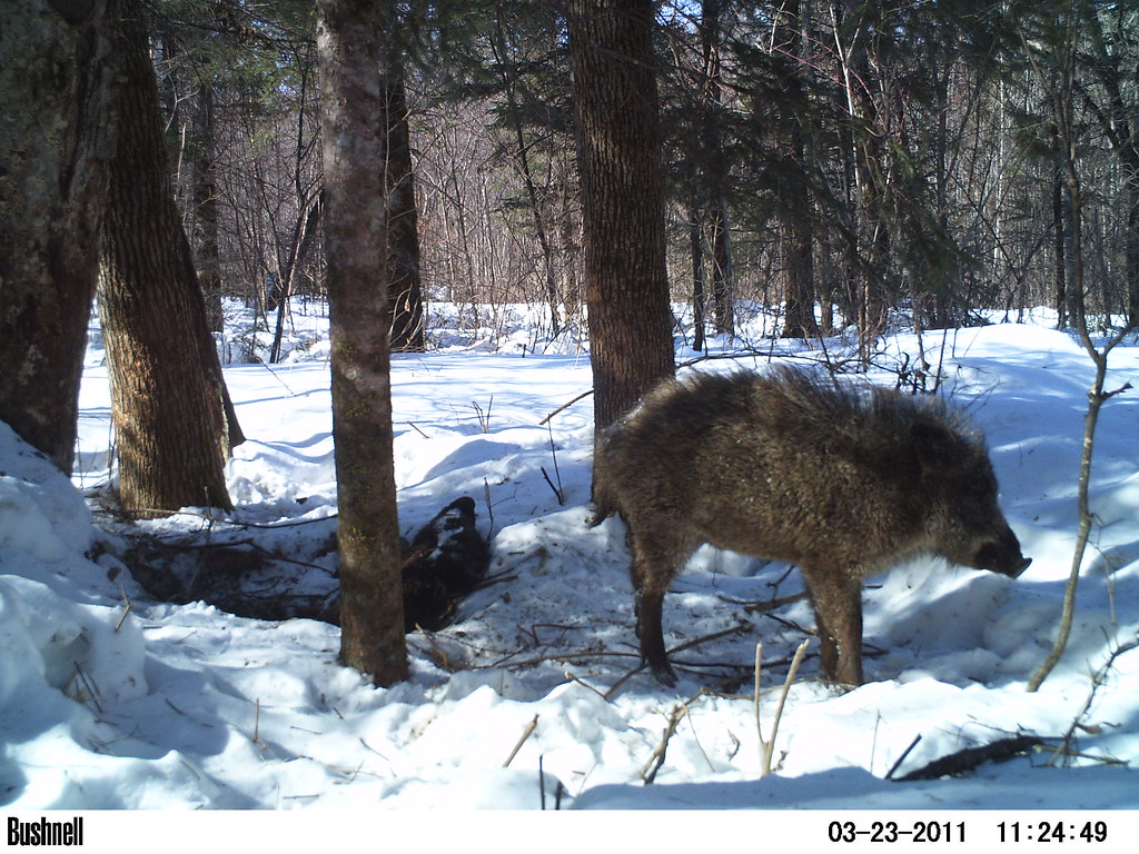 warthog | Strange Animals Podcast