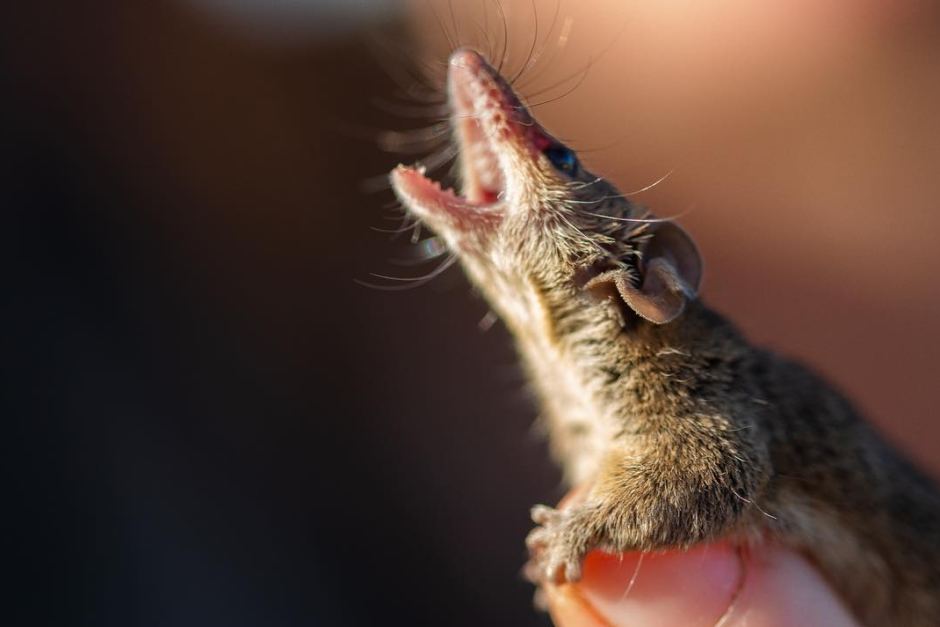 gecko | Strange Animals Podcast