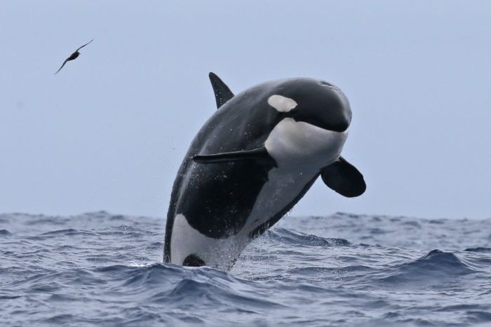 Episode 137: The Orca, Jolly Terror of the Seas | Strange Animals Podcast