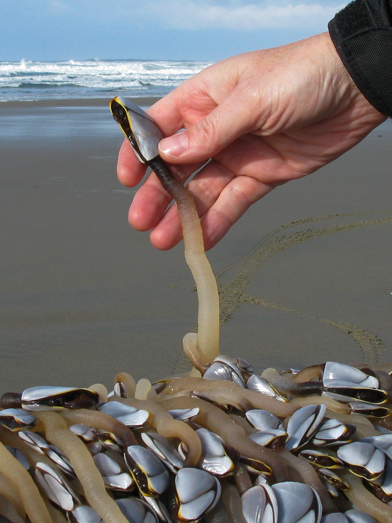 Episode 147: Snails and the Gooseneck Barnacle | Strange Animals Podcast