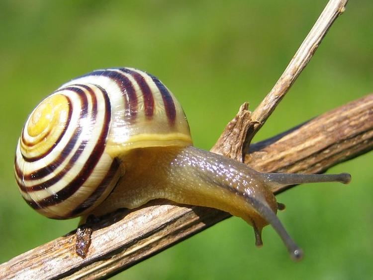 Episode 147: Snails and the Gooseneck Barnacle | Strange Animals Podcast