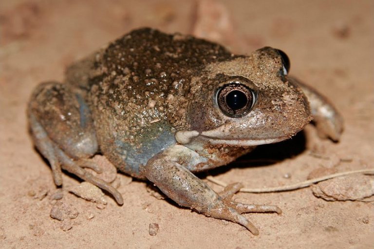 Episode 148: Gastric Brooding and Other Frogs | Strange Animals Podcast