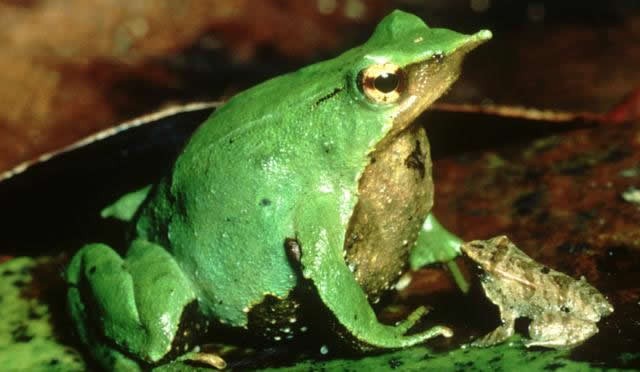 Episode 148: Gastric Brooding and Other Frogs | Strange Animals Podcast