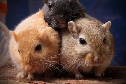 Episode 150: Hamsters, Gerbils, and Ferrets | Strange Animals Podcast