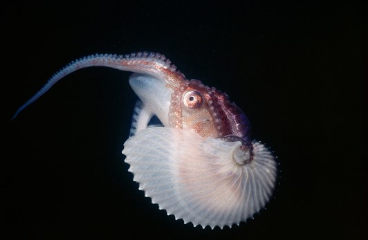 paper nautilus | Strange Animals Podcast