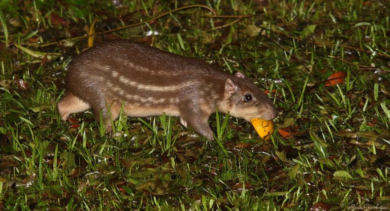 Episode 157: Rodents of Unusual Size | Strange Animals Podcast