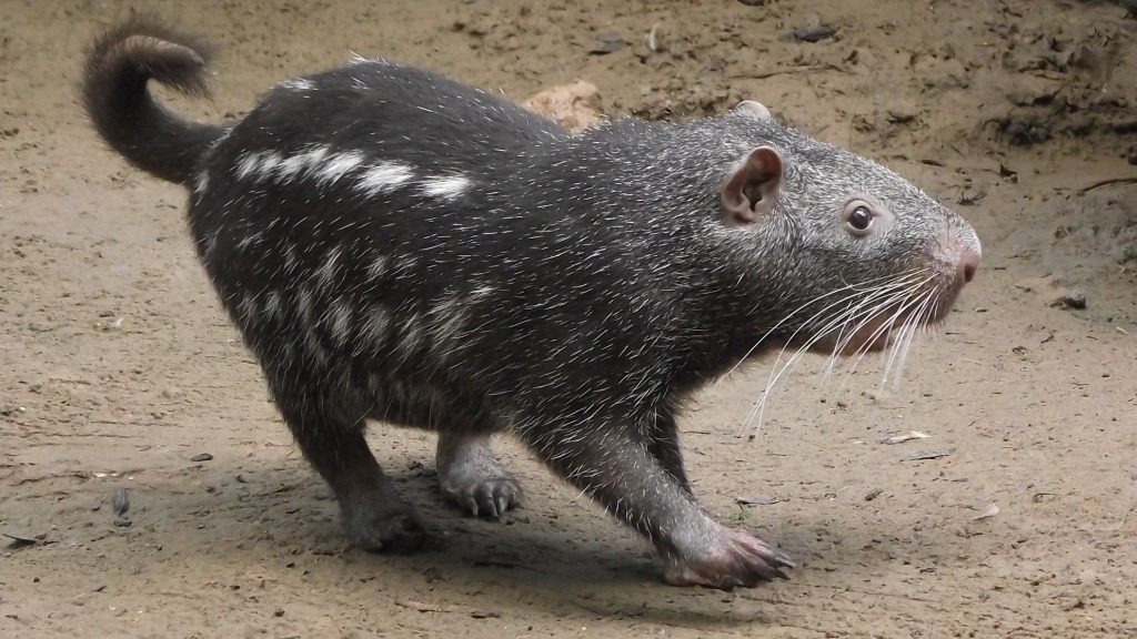 Episode 157: Rodents of Unusual Size | Strange Animals Podcast