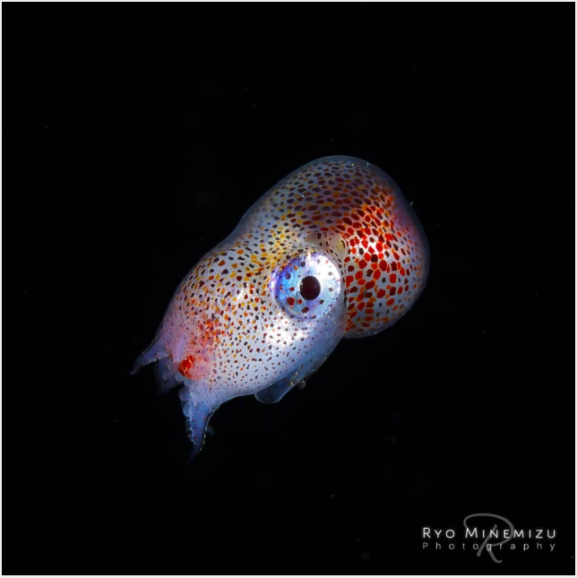 paper nautilus | Strange Animals Podcast
