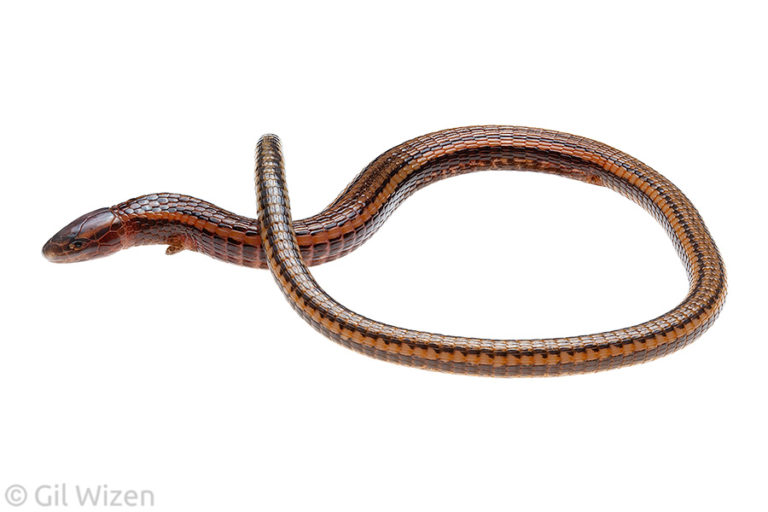 Episode 158: Legless Lizards and Other Not-Snakes | Strange Animals Podcast