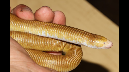 Episode 158: Legless Lizards and Other Not-Snakes | Strange Animals Podcast
