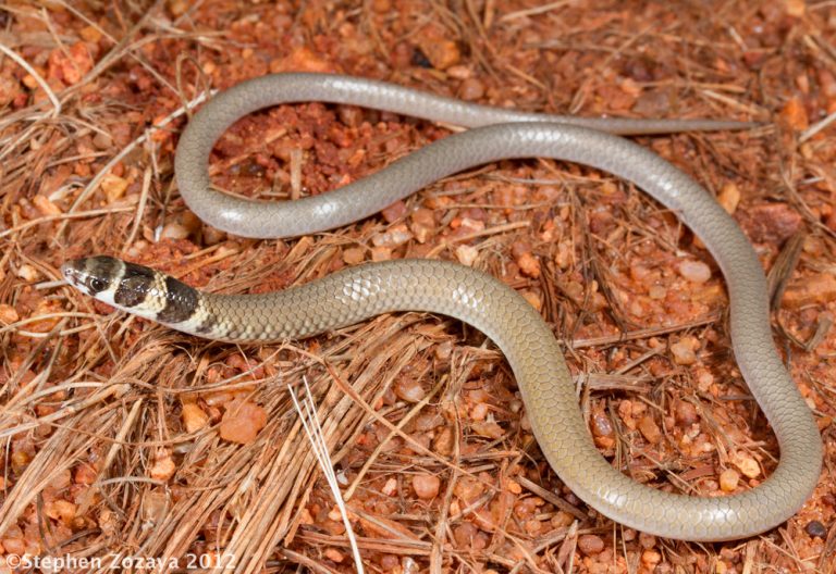 Episode 158: Legless Lizards and Other Not-Snakes | Strange Animals Podcast