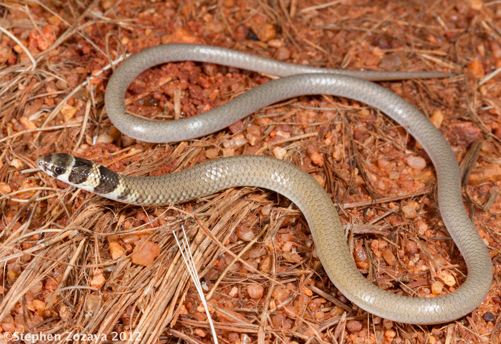 Episode 158: Legless Lizards and Other Not-Snakes | Strange Animals Podcast