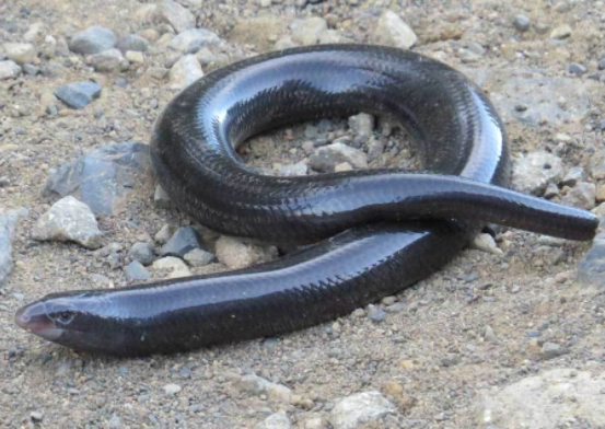 Episode 158: Legless Lizards and Other Not-Snakes | Strange Animals Podcast