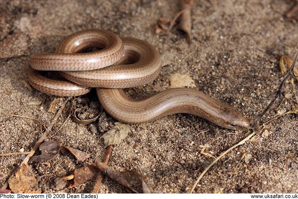 Episode 158: Legless Lizards and Other Not-Snakes | Strange Animals Podcast