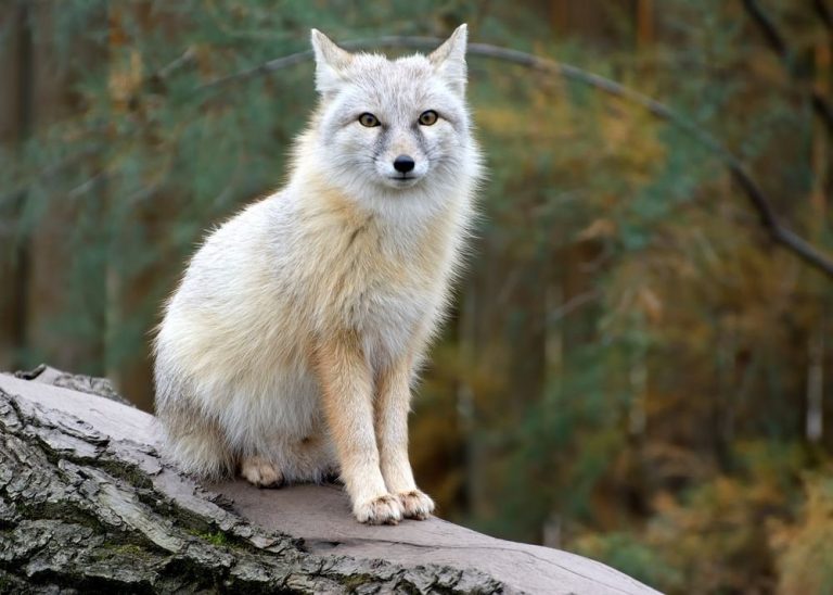 BONUS! Two more Mongolian animals! | Strange Animals Podcast