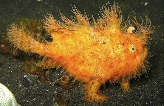 Episode 165: Furry Fish | Strange Animals Podcast