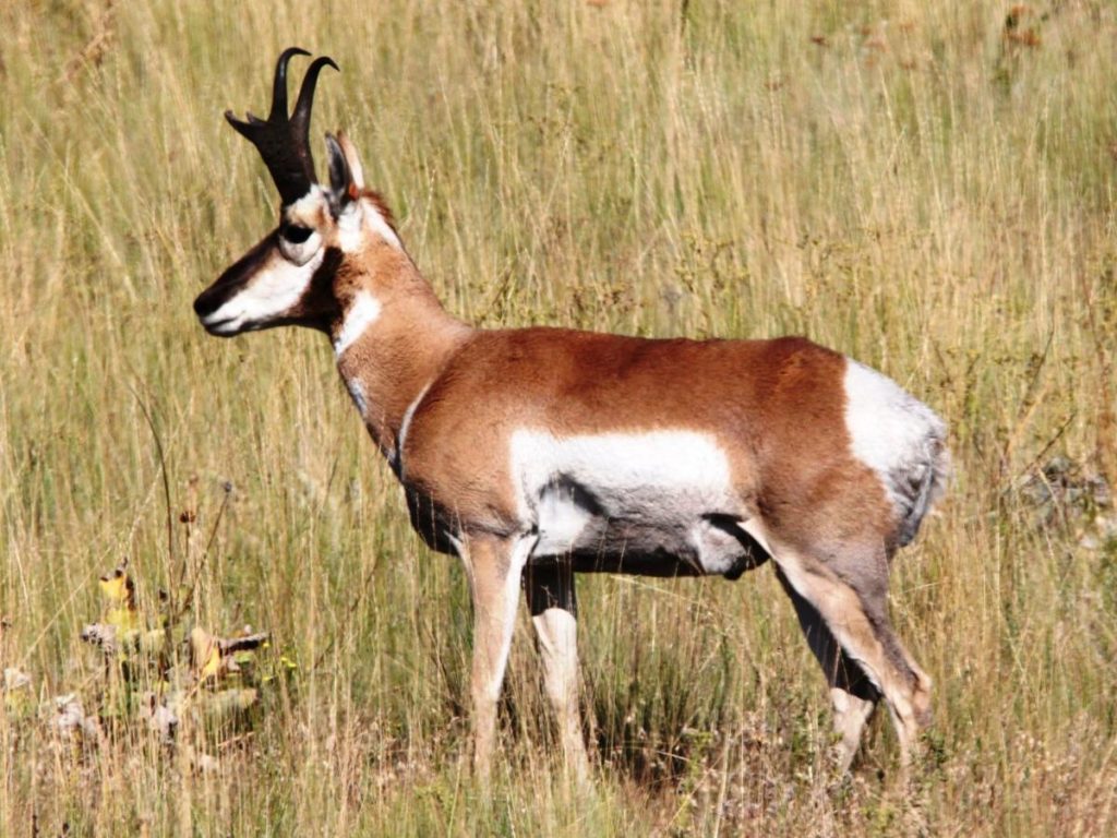Episode 164: The Pronghorn | Strange Animals Podcast