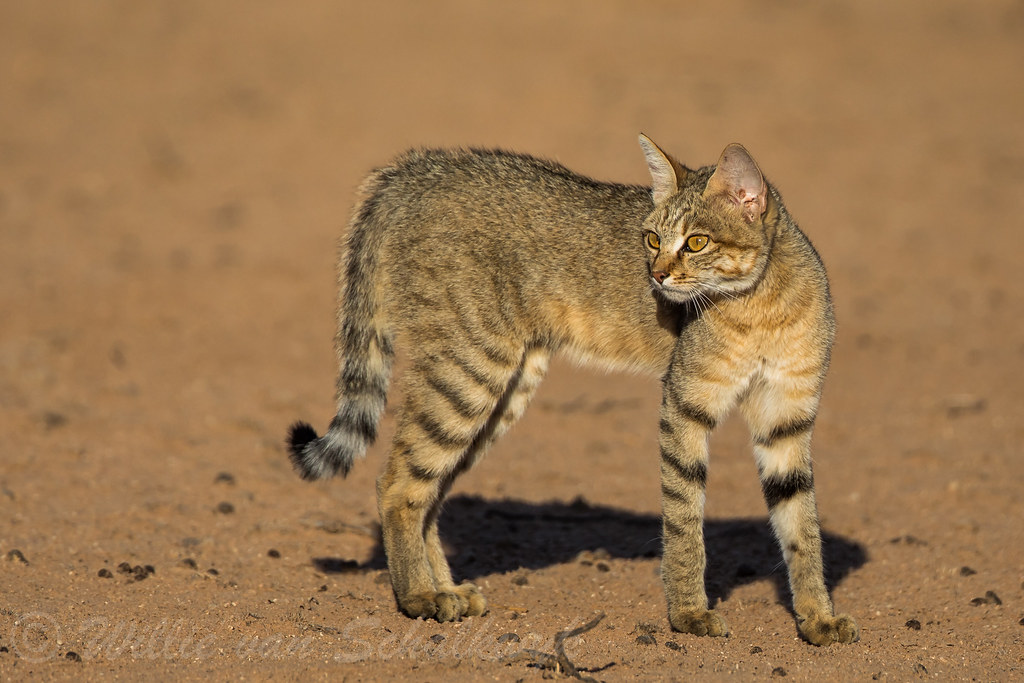 Episode 166: The Domestic Cat | Strange Animals Podcast