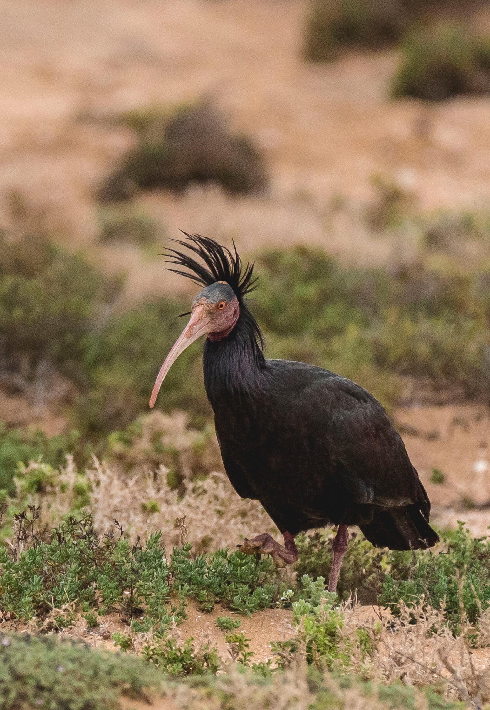 Episode 173: The Mystery of the Forest Raven | Strange Animals Podcast