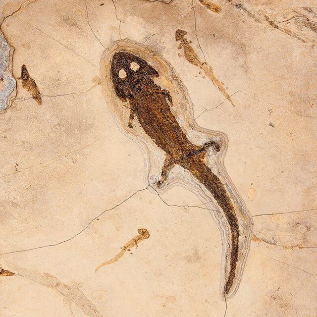 Episode 172: Temnospondyls | Strange Animals Podcast