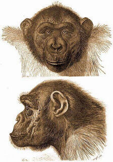 bili ape | Strange Animals Podcast