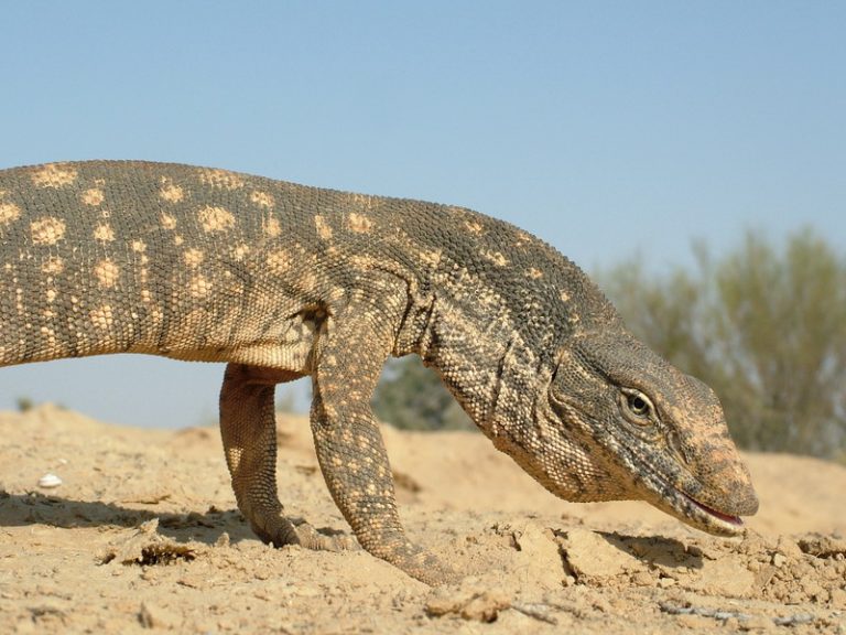 Episode 177: The Mush-khush-shu, AKA the Sirrush | Strange Animals Podcast