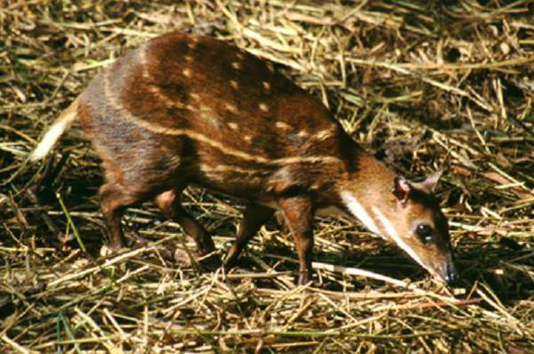 Episode 175: Three Small Mystery Animals | Strange Animals Podcast
