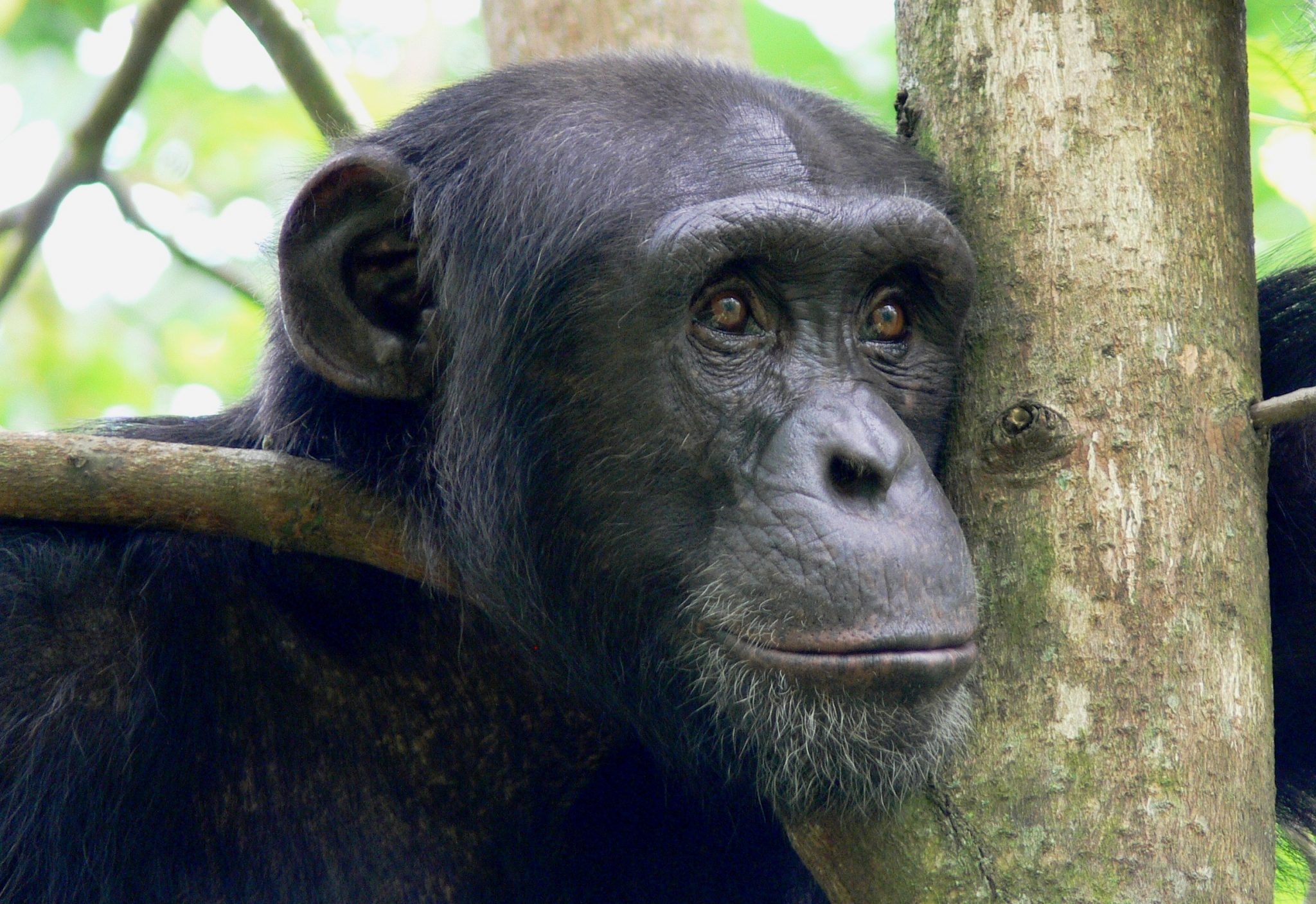 bili ape | Strange Animals Podcast