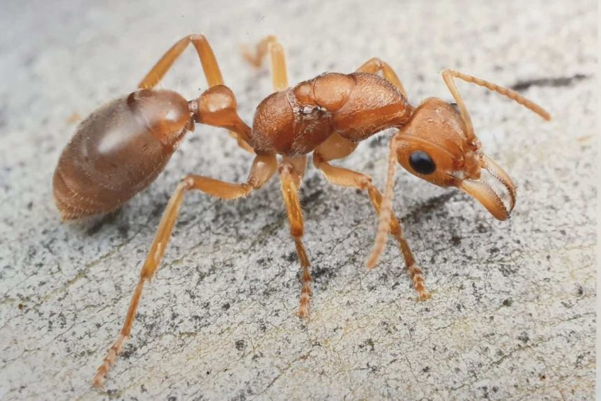 Episode 179: Lost and Found Animals | Strange Animals Podcast