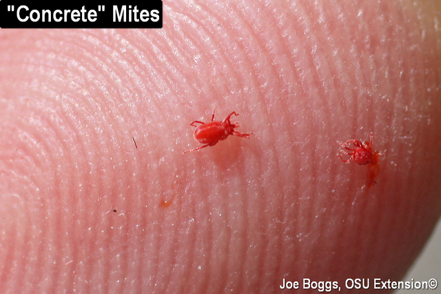 Episode 221: Arachnids in the Antarctic! | Strange Animals Podcast