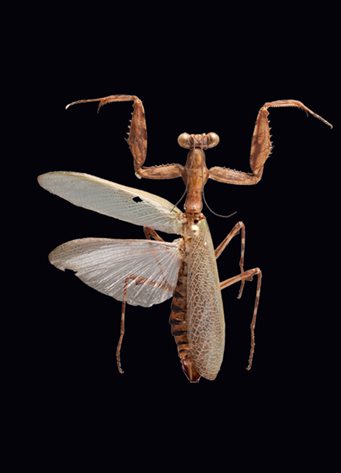 Episode 187: The Praying Mantis and the Cockroach | Strange Animals Podcast