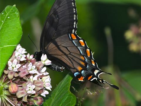 Episode 185: Ice Worms, Army Ants, and Other Strange Invertebrates ...