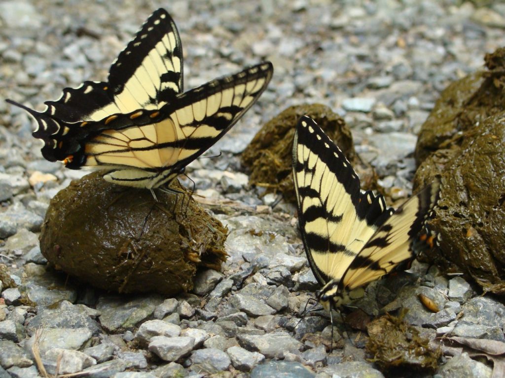 BONUS! All about animal poop | Strange Animals Podcast