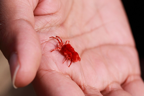 red velvet mite | Strange Animals Podcast