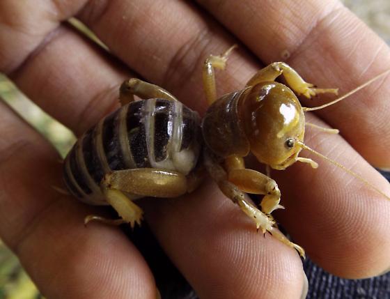 Episode 185: Ice Worms, Army Ants, and Other Strange Invertebrates ...