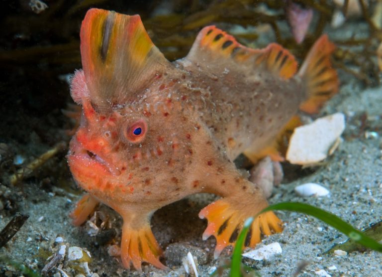 Episode 189: The Handfish and the Lumpsucker | Strange Animals Podcast