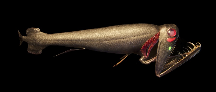 Episode 193: Beebe’s Mystery Deep-Sea Fish | Strange Animals Podcast