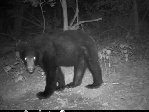 Episode 194: The Dover Demon | Strange Animals Podcast