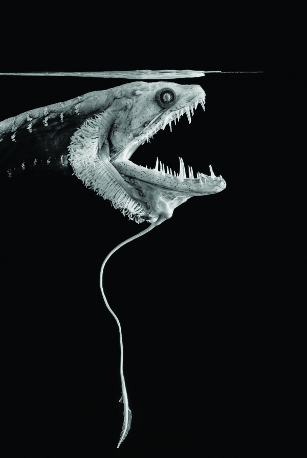 five-lined constellation fish | Strange Animals Podcast