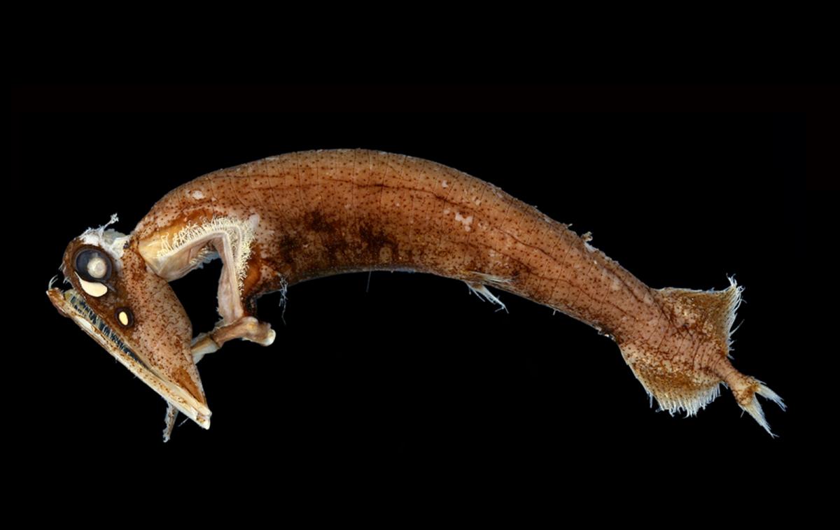 Pacific blackdragon | Strange Animals Podcast