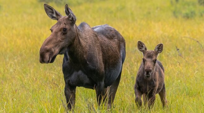 Episode 194: The Dover Demon | Strange Animals Podcast