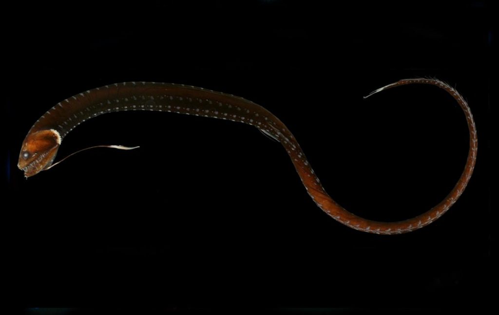 five-lined constellation fish | Strange Animals Podcast