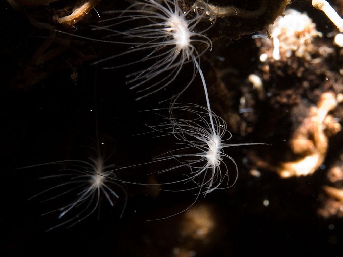 ping pong tree sponge | Strange Animals Podcast