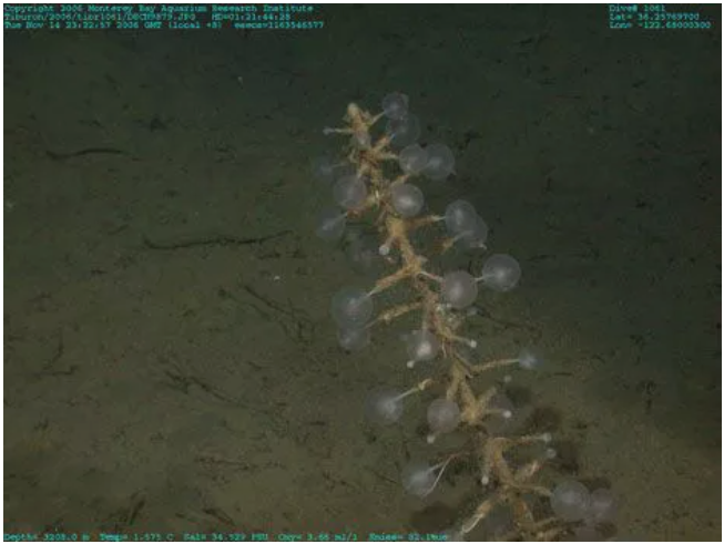 ping pong tree sponge | Strange Animals Podcast