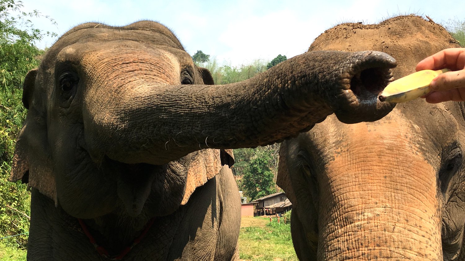 Episode 200: Elephants | Strange Animals Podcast