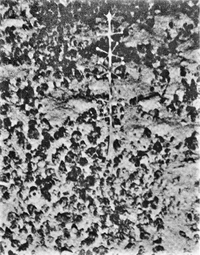 ping pong tree sponge | Strange Animals Podcast